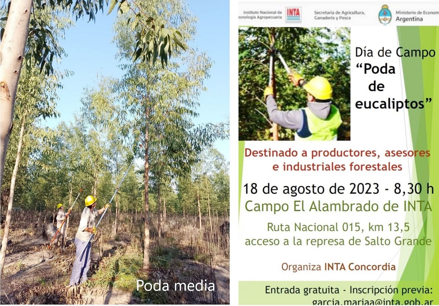Importancia de la poda de plantaciones de eucalipto – El Heraldo