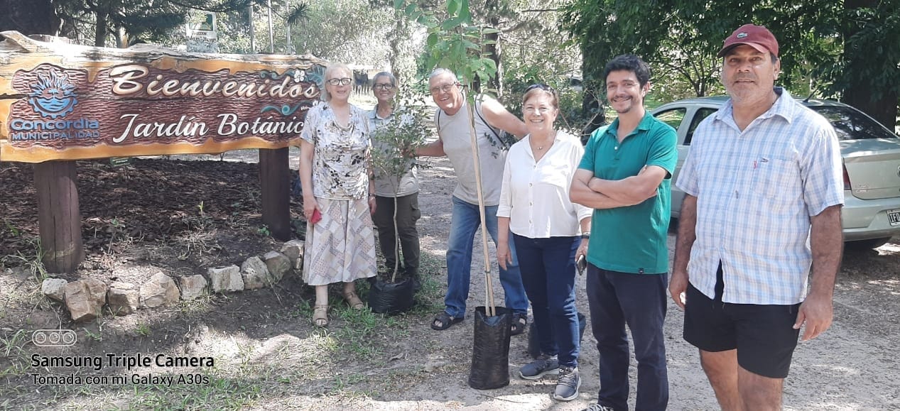 Plantación de árboles autóctonos medicinales de Ñangapiry – El Heraldo