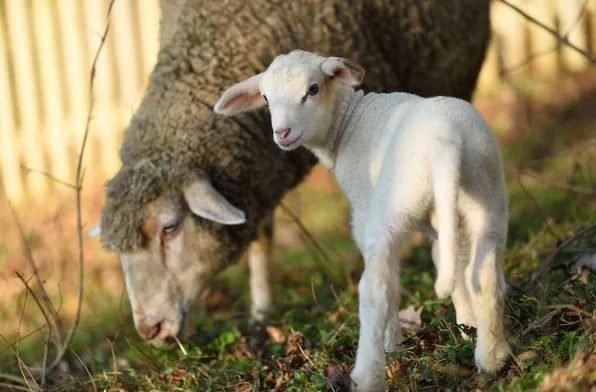 Guacho – El Heraldo