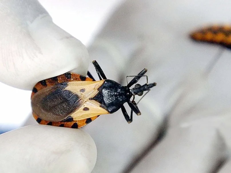 3 de cada 10 personas con la enfermedad de Chagas desarrollan síntomas ...