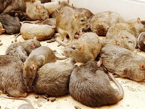 Las ratas ya no se esconden: parece que ganaron la pelea por las ...