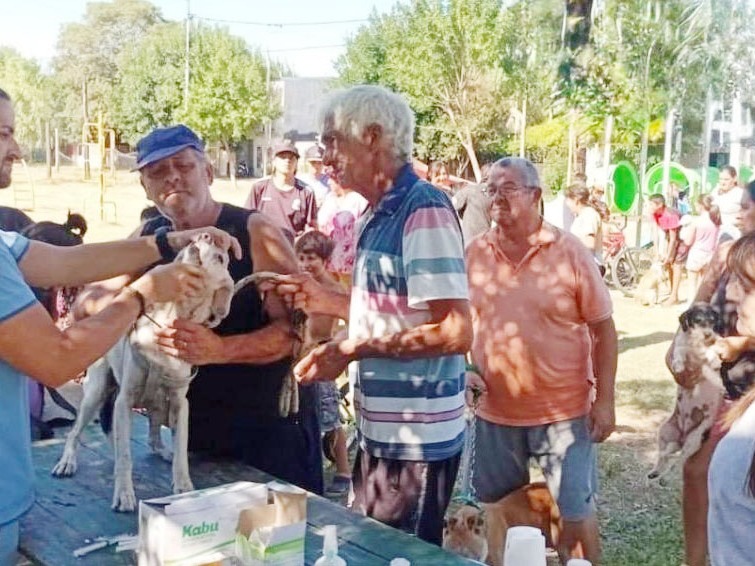 Vecinos impulsan para Concordia una ordenanza de bienestar animal y ...